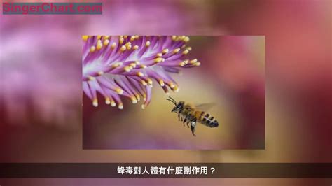 蜂毒對蜂群有什麼作用？蜂毒對人體有什麼副作用？ Youtube