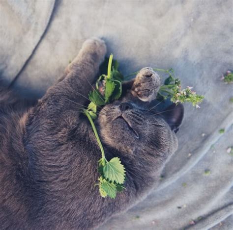 What Does Catnip Do To Cats Why Cats Like It Cats Com