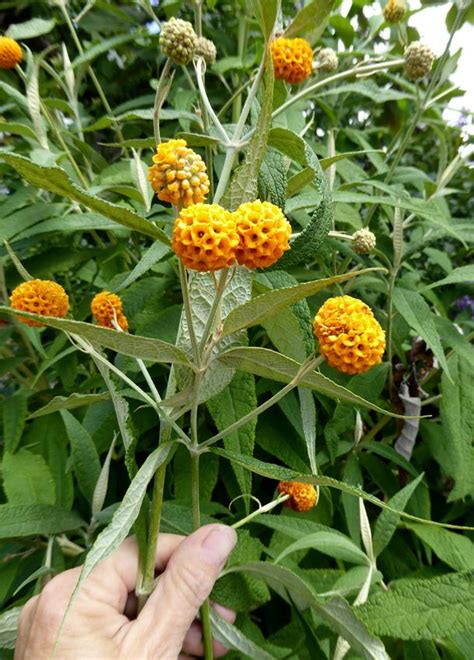 Orange Butterfly Bush Buddleja Globosa In The Butterfly Bushes