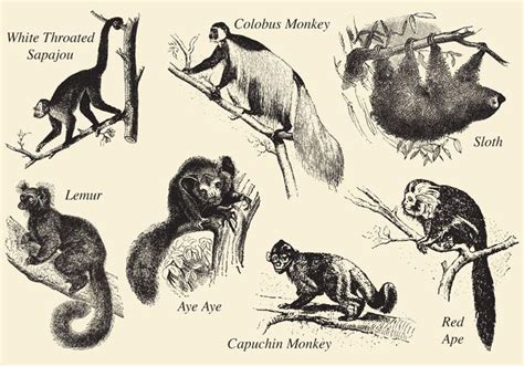 Old Style Drawing Mammals 103105 Vector Art At Vecteezy