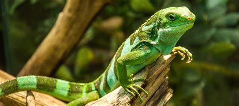 Why Buyers Buy Unlocking Your Clients Reptilian Instincts Inman
