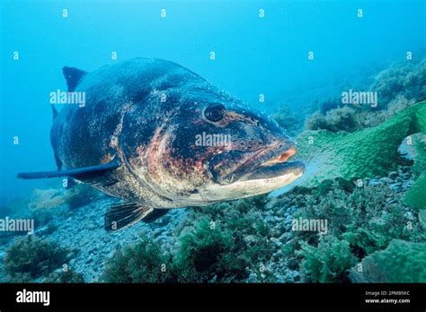 Giant Black Sea Bass Stereolepis Gigas Catalina Island California East Pacific Ocean Stock