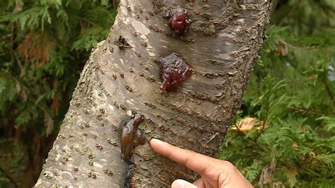 Why Is My Oak Tree Dripping Sap At Sandra Slavin Blog