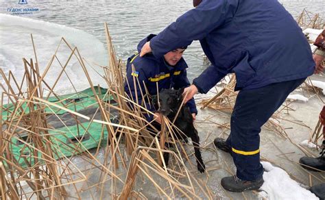 Рятувальники дістали собаку який тонув з крижаної води Вечірній Київ
