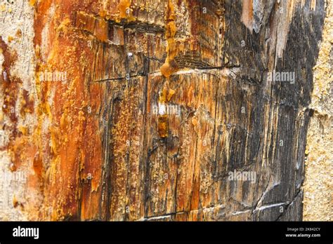 Wood Resin Coming Out Of Wood Tree Sap Coming Out Of A Pine Tree Resin Close Up Extraction Of