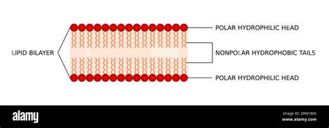 Cell Membrane Phospholipids