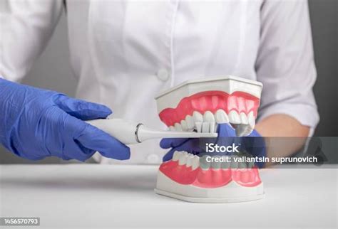 전동 칫솔로 미백 치아 턱 모델을 닦는 치과 의사 치과 구강 위생 및 건강 개념 개념에 대한 스톡 사진 및 기타 이미지 개념 건강관리와 의술 건강한 생활방식 Istock