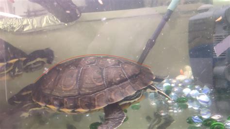 Shell Disease Rturtle