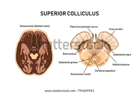 Superior Colliculus Midbrain Anatomy Vector Illustration Stock Vector