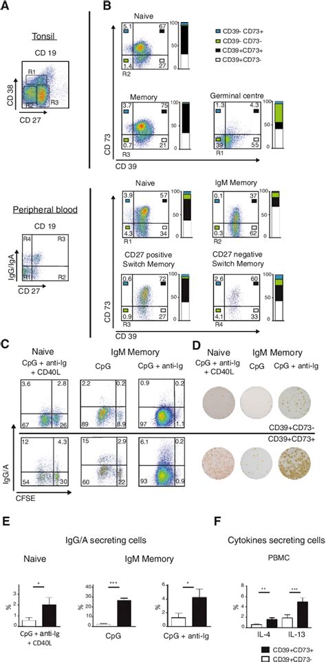 Figure 4 From Dependence Of Immunoglobulin Class Switch Recombination In B Cells On Vesicular