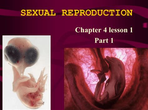Sexual Reproduction Meiosis High Babe Biology