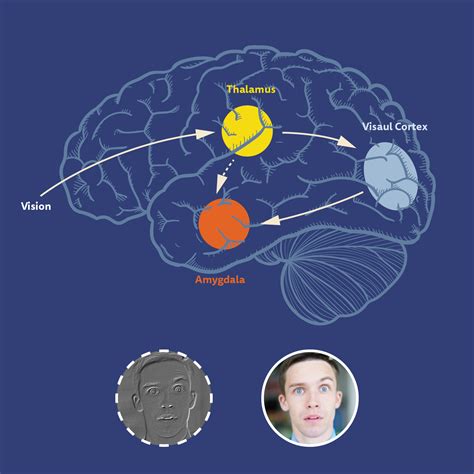 Factors Affecting Memory Wellness Options