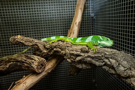 2024 Hummingbird Spring Migration See Interactive Map Feeding Tips