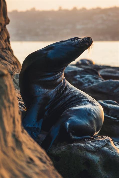 Vertical Shot Of A Sea Lion On A Stone In La Jolla Cove Of San Diego Stock Image Image Of