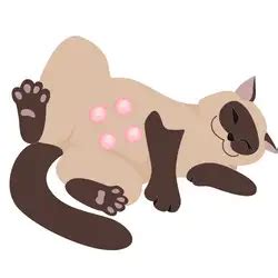 How Many Nipples Do Cats Have Normal Abnormal Explained