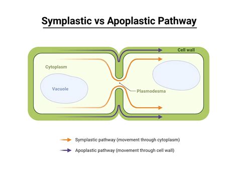Water Potential In Plants Transport Absorption And Control