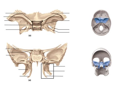 Sphenoid Bone Diagram Quizlet