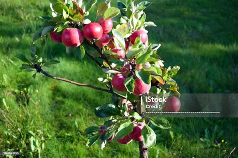 작은 사과 나무는 빨간 사과를 많이 성장 한다 사과의 수확 사과나무에 대한 스톡 사진 및 기타 이미지 사과나무 작은 0명 Istock