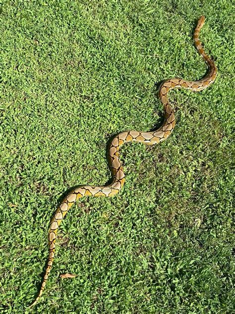 Juvenile Rescue Reticulated Python By Piedmont Reptile Rescue Morphmarket