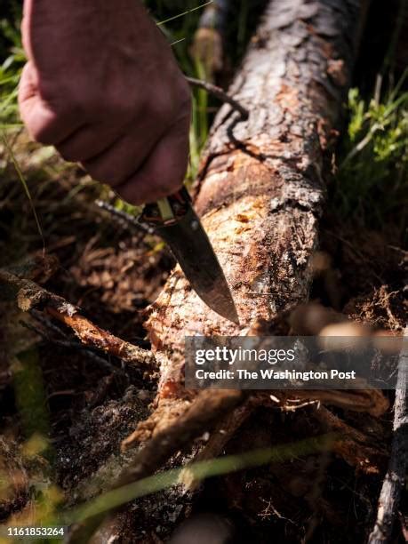 Peeling Bark Tree Photos And Premium High Res Pictures Getty Images