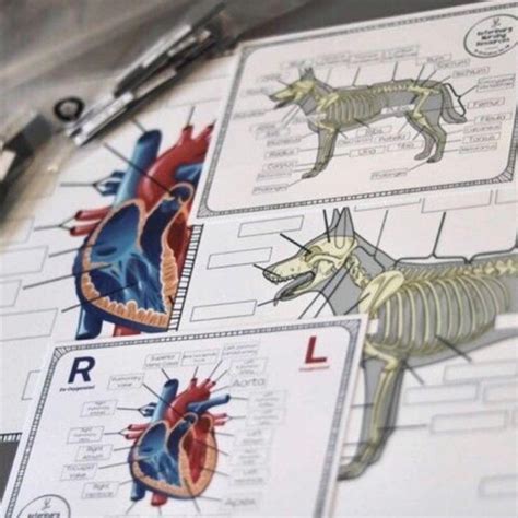 Vet Nurse Learning Skull Shapes Mesocephalic A Skull Thats Length