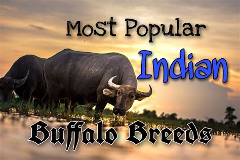 Most Popular Buffalo Breeds Of India