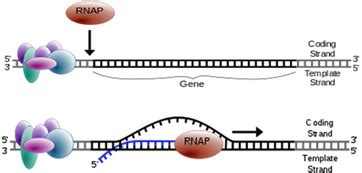 DNA Template Strand Vs Coding Strand Overview Steps Lesson Study Com
