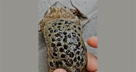 The Astonishing Birth Of The Surinam Toad Natures Living Nursery Viral Daily