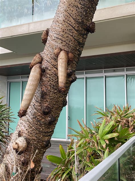 Failed Tree Root Rmildlypenis
