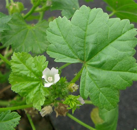 Common Mallow Weed Identification Guide For Ontario Crops Ontarioca