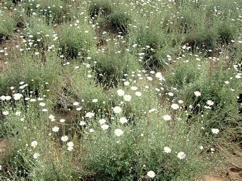Pyrethrum Definition Description Insecticide And Species Britannica