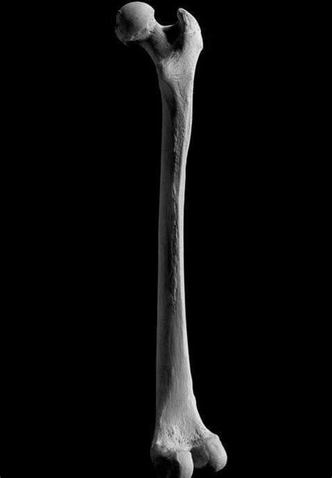 Bone Upskirt No Panties R Batmanarkham