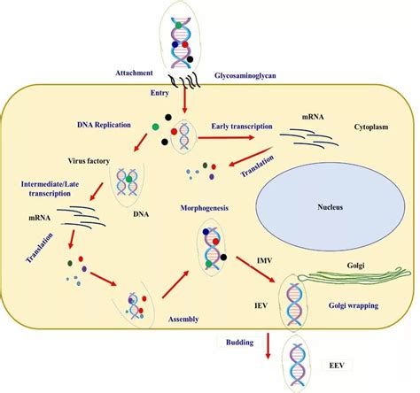 Cowpox Symptoms Transmission And How To Stay Protected