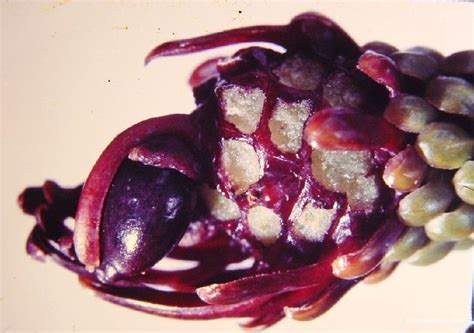 How To Grow Dacrydium Araucarioides Earthone How To Grow Dacrydium Araucarioides Earthone