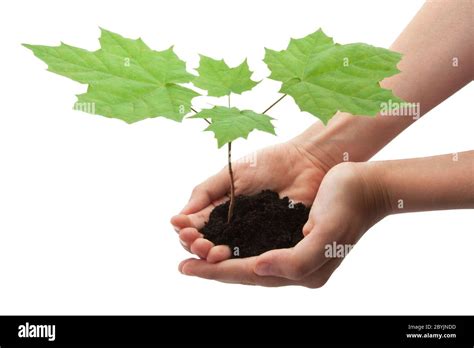 Tree In Hands Stock Photo Alamy