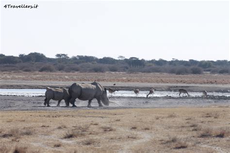 Khama Rhino Sanctuary Il Nostro Primo Safari Self Drive