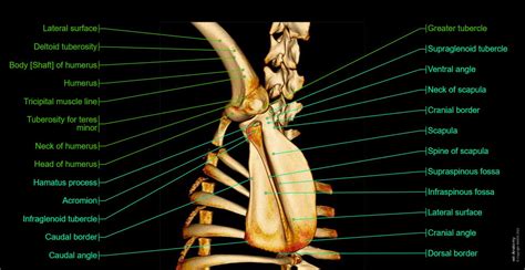 Shoulder Anatomy Of The Dog Normal Anatomy Vet Anatomy