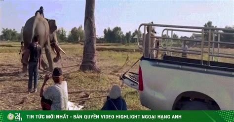 Video Nhóm đàn ông cởi trần dùng giáo hành hạ voi ở Thái Lan