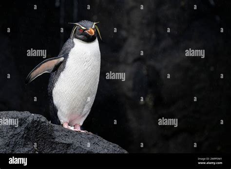 New Zealand Subantarctic Islands Auckland Island Musgrave Inlet