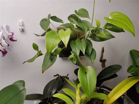 Added A Pleurothallis To My Little Collection Just Look At All Those