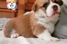 Venta De Corgi En Mexico Los Corgis Mas Bonitos ¡envio Internacional 2026