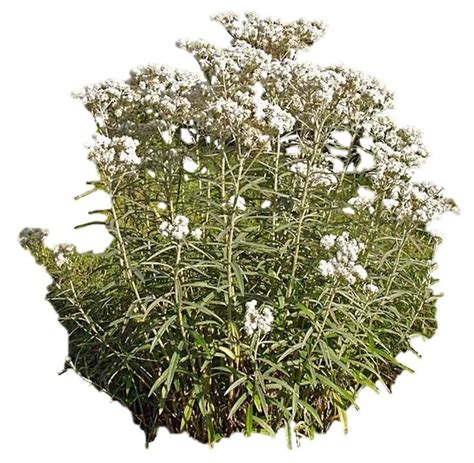 БАЗА растений на прозрачном фоне — Яндекс Диск Растения Ландшафтный дизайн Дизайн