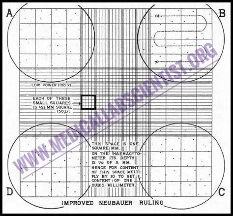 Manual Cells Counting With Hemocytometer Improved Neubauer Chamber