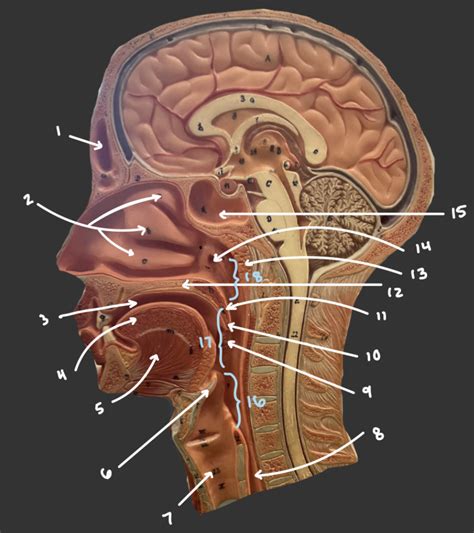 7 13 LAB 7 Diagram Quizlet