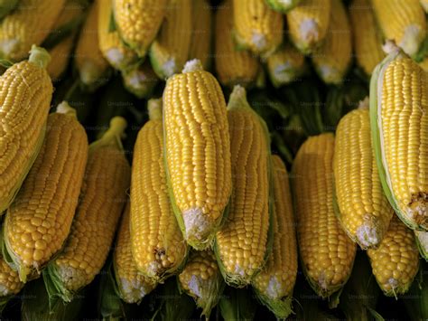 개암 나무 열매에 노란 옥수수 더미 사진 Unsplash의 채소 이미지