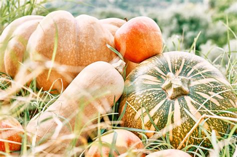 가을 수확 가을 정원에서 마른 잔디에 잘 익은 호박과 붉은 사과의 다른 유형 추수 감사절과 할로윈 배경 닫습니다 0명에 대한 스톡 사진 및 기타 이미지 Istock