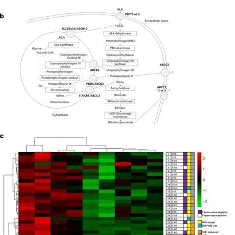 Relative Mrna Expression Levels Ppix Heme Biosynthesis And Metabolism