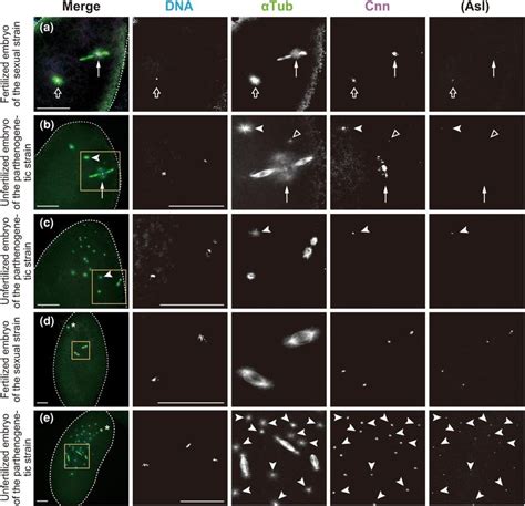 Mitotic Progression And Dual Spindle Formation Caused By Spindle Association Of De Novo Formed