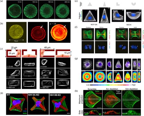 Micropatterning Regulates Cytoskeleton A Single Cell Actin