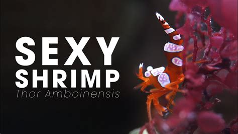 Sexy Shrimp Complete Care Guide Thor Amboinensis Care Youtube